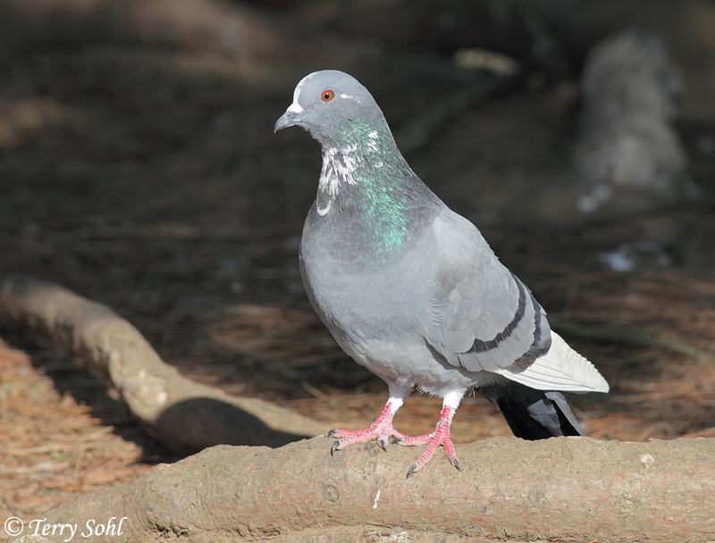 Rock Dove (Pigeon) - South Dakota Birds and Birding