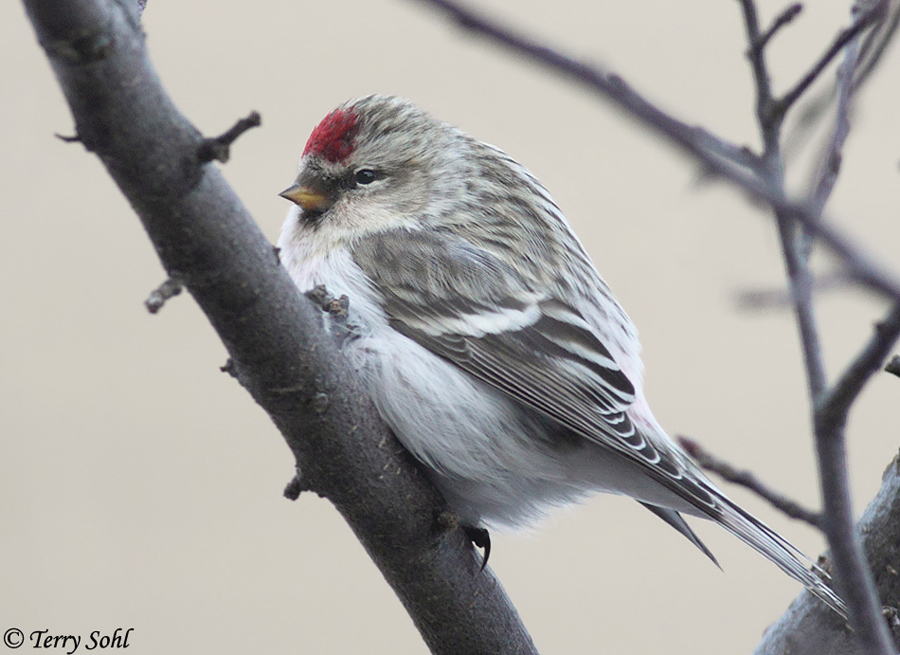 Hoary Redpoll Photos - Photographs - Pictures