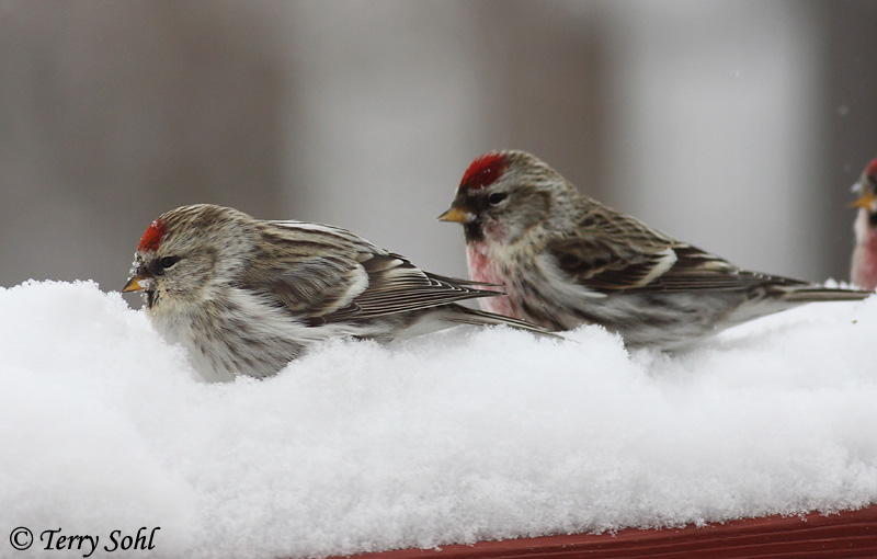 Hoary Redpoll Photos - Photographs - Pictures
