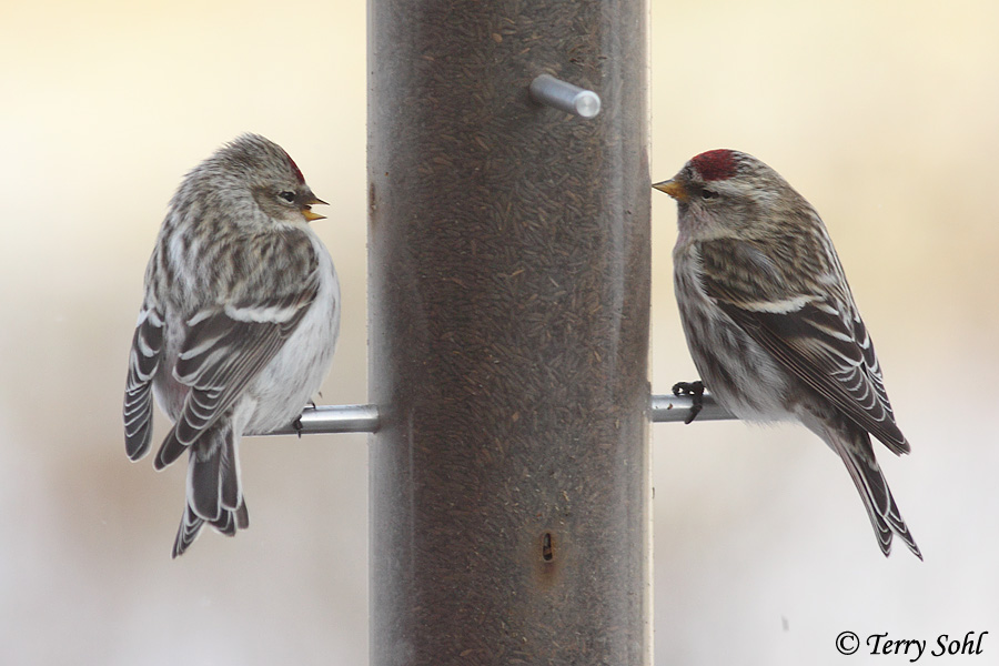 Hoary Redpoll Photos - Photographs - Pictures