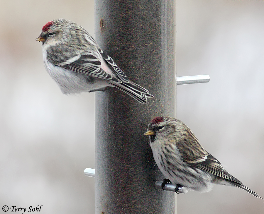 Hoary Redpoll Photos - Photographs - Pictures
