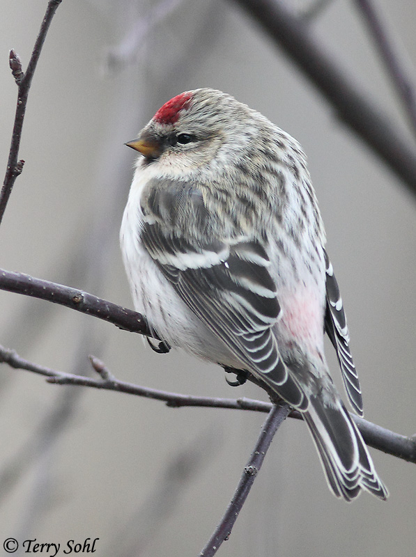Hoary Redpoll Photos - Photographs - Pictures