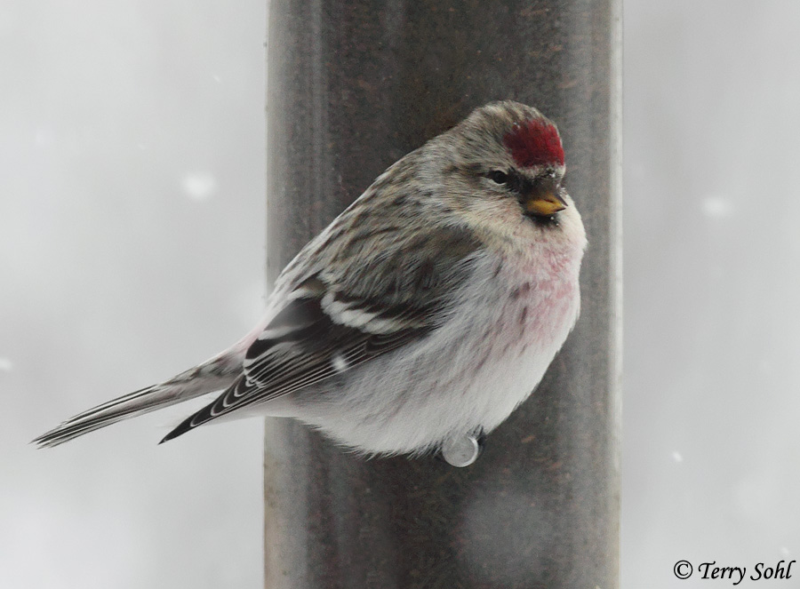 Hoary Redpoll - South Dakota Birds and Birding