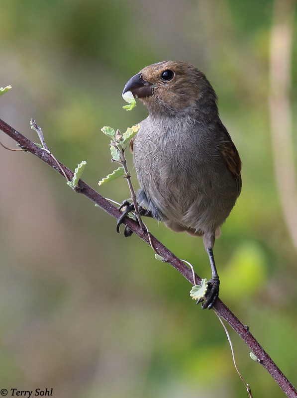 Lesser Antillean Bullfinch Photos - Photographs - Pictures