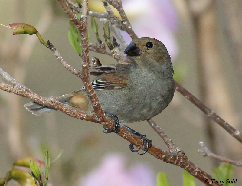 Lesser Antillean Bullfinch Photos - Photographs - Pictures
