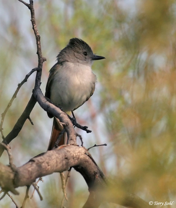 Ash-throated Flycatcher - Species Information and Photos