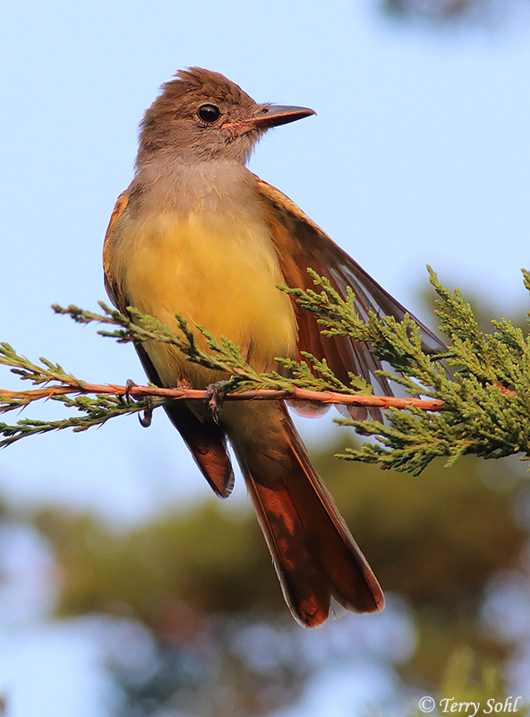 Great Crested Flycatcher Photos - Photographs - Pictures