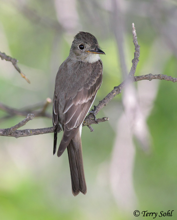 Western Wood-Pewee - South Dakota Birds and Birding