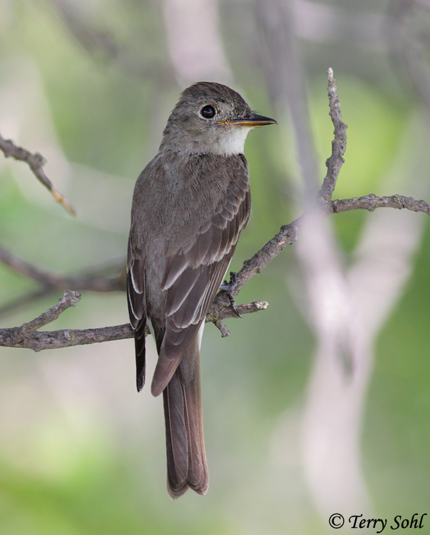 Western Wood Pewee