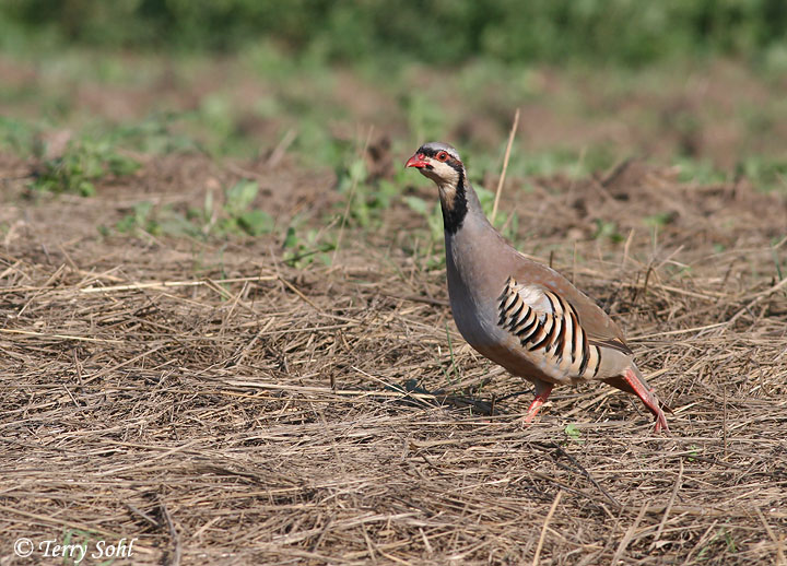 Chukar - Alectoris chukar