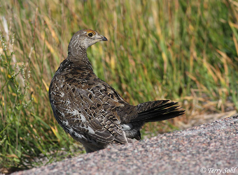 Blue (Dusky) Grouse Photos - Photographs - Pictures