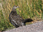 Dusky Grouse - Dendragapus obscurus