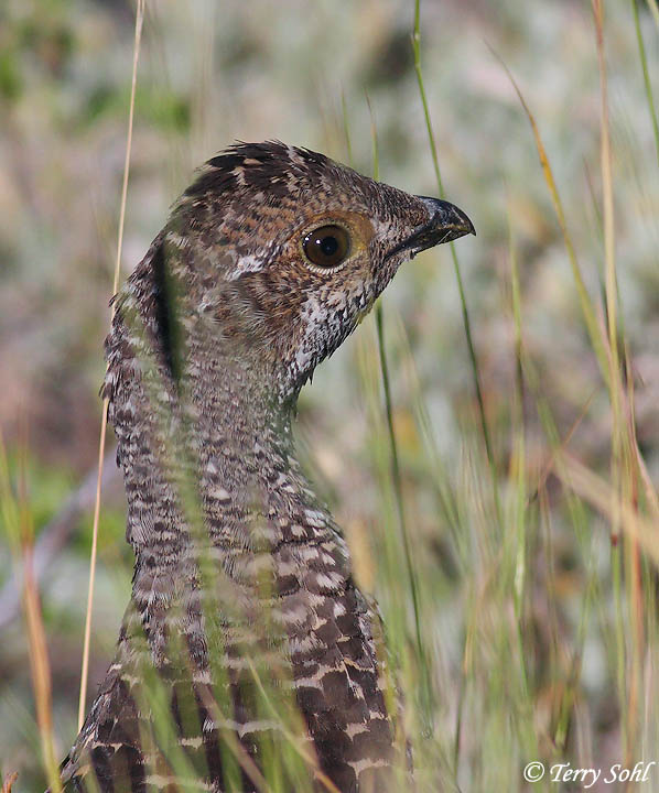 Dusky Grouse - Dendragapus obscurus