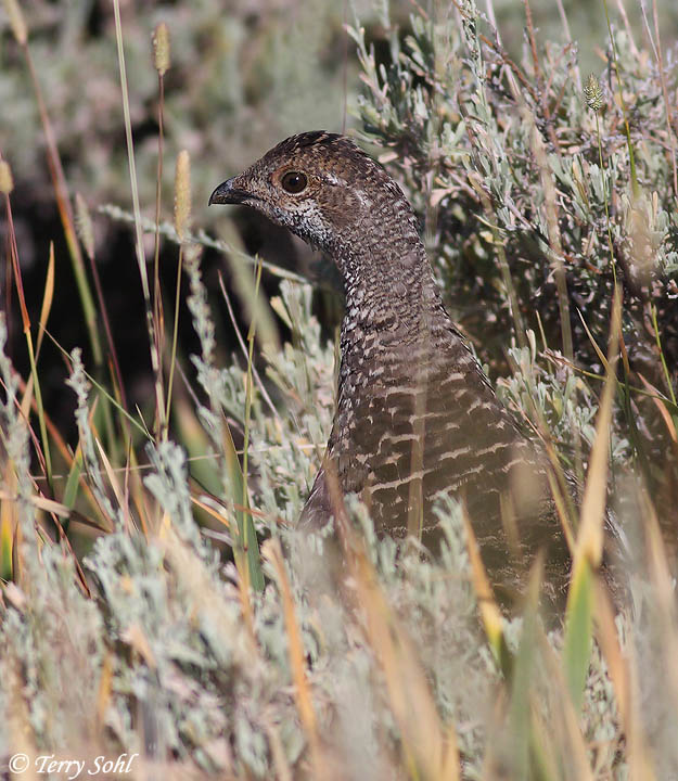 Dusky Grouse - Dendragapus obscurus