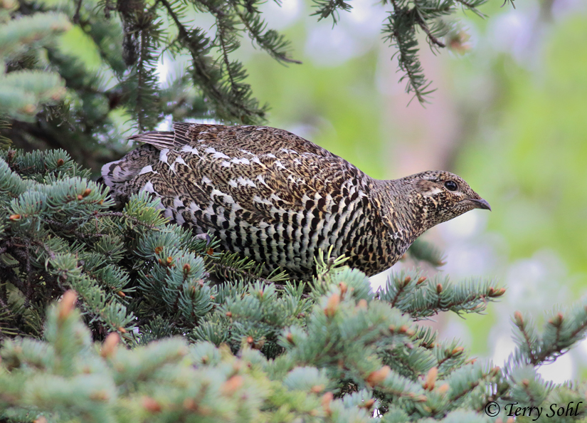 Spruce Grouse - Falcipennis canadensis - Information and Photos