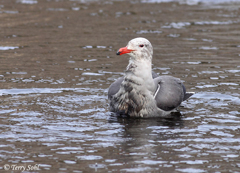 Heermann's Gull Photo - Photograph - Picture