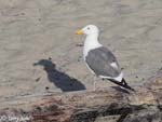 Western Gull - Species Information and Photos