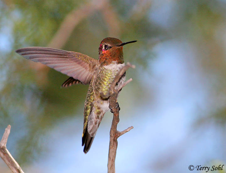 Anna's Hummingbird Photos - Photographs - Pictures