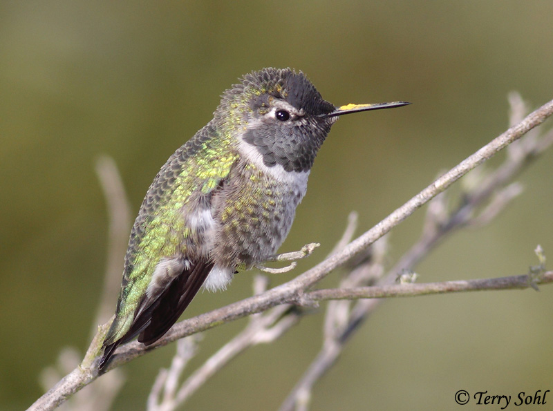 Anna's Hummingbird Photos - Photographs - Pictures
