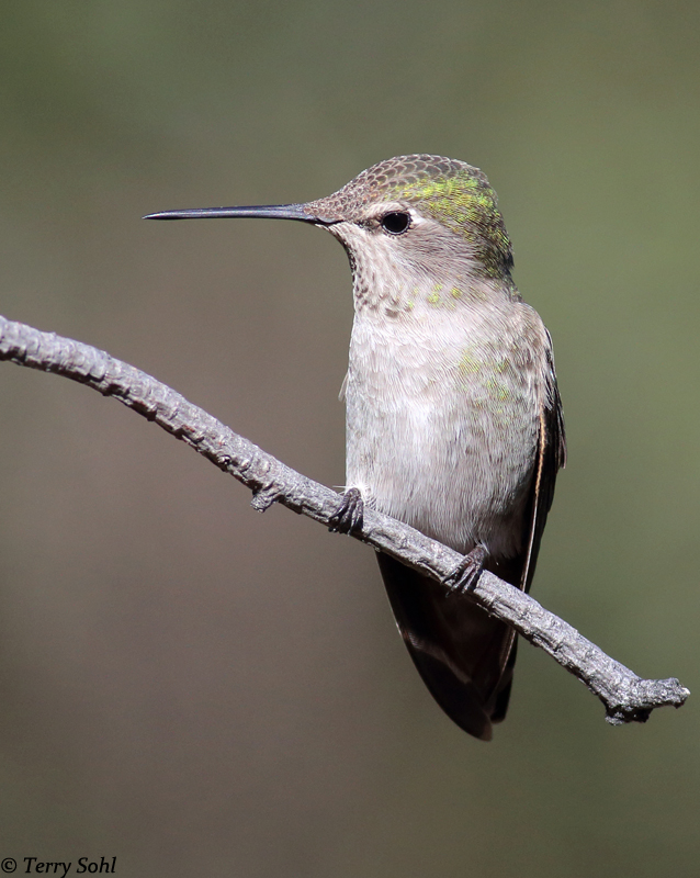 Anna's Hummingbird Photos - Photographs - Pictures