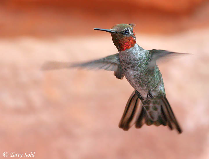 Anna's Hummingbird Photos - Photographs - Pictures