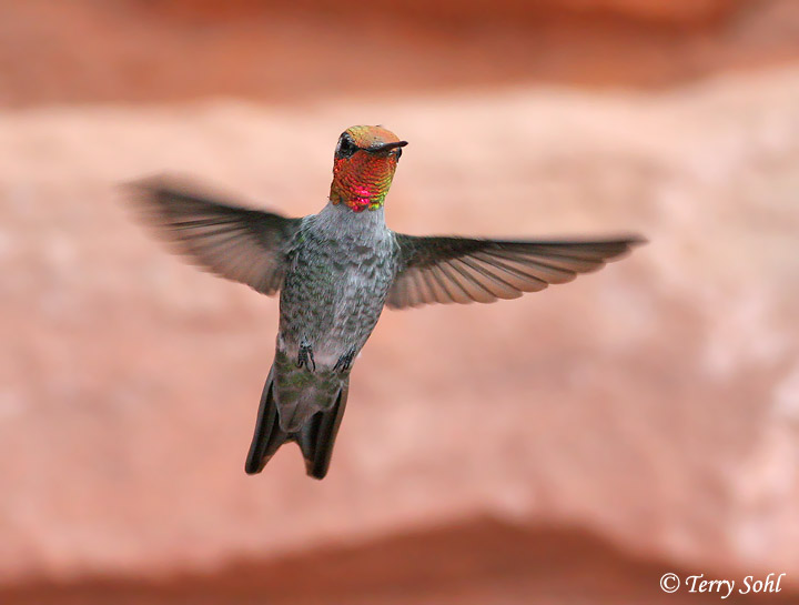 Anna's Hummingbird Photos - Photographs - Pictures