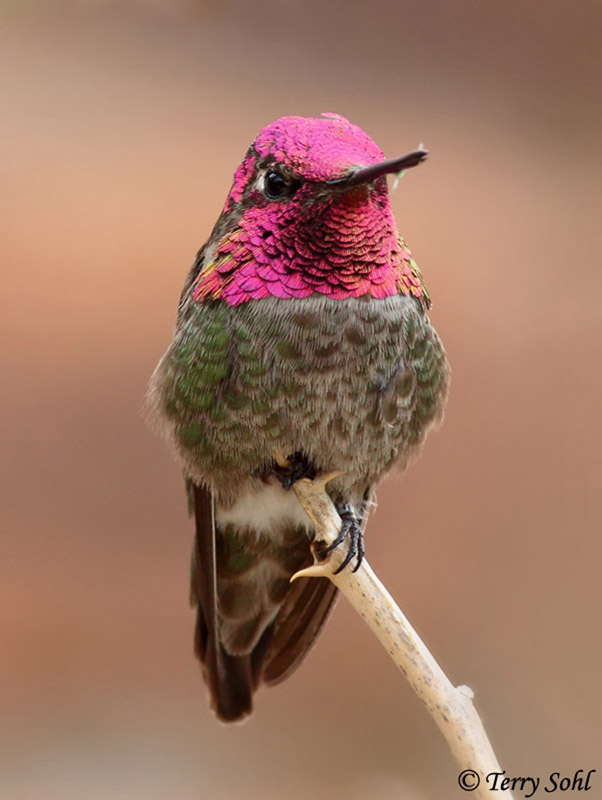 Anna's Hummingbird Photos - Photographs - Pictures