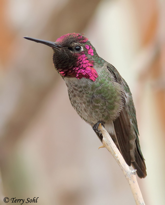 Anna's Hummingbird Photos - Photographs - Pictures