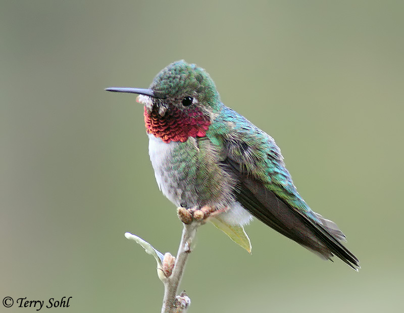 Broad-tailed Hummingbird - Selasphorus platycercus