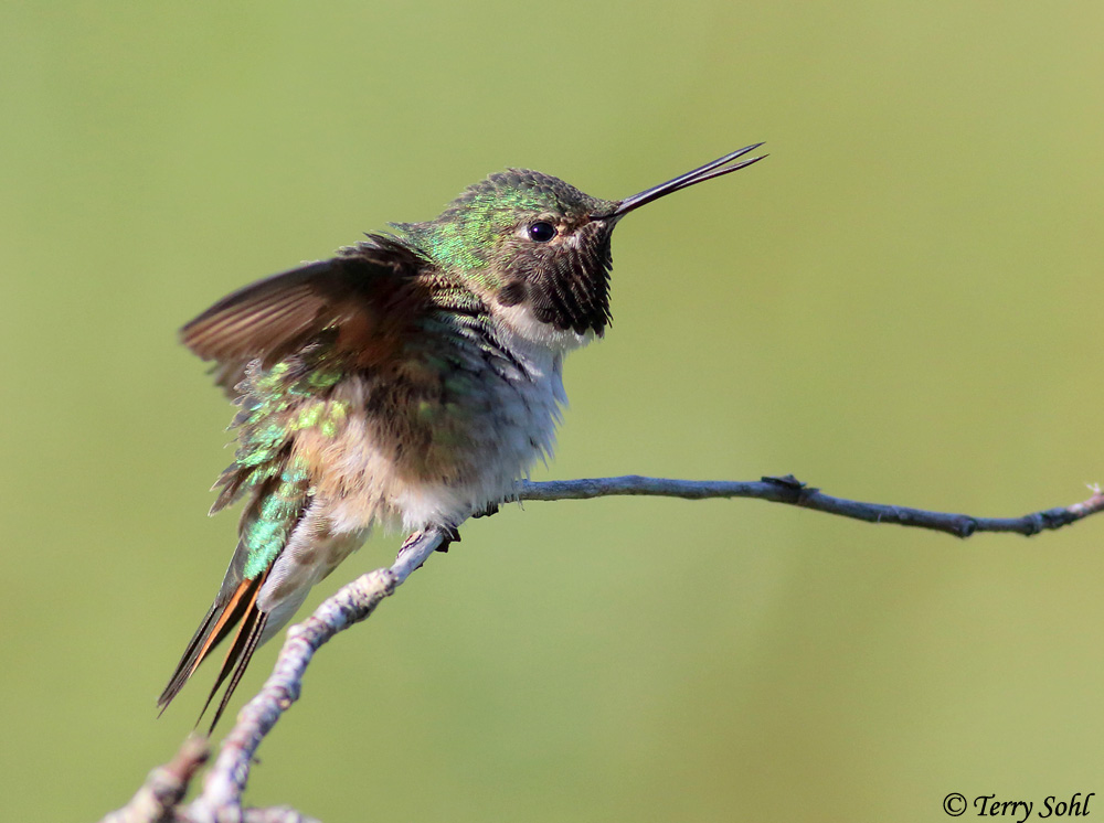 Broad-tailed Hummingbird - Selasphorus platycercus