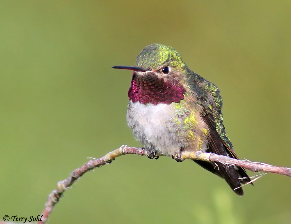 Broad-tailed Hummingbird - Selasphorus platycercus