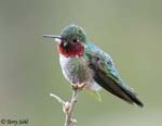 Hummingbird Photos - Photographs - Pictures