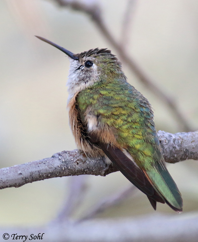 Broad-tailed Hummingbird - Selasphorus platycercus