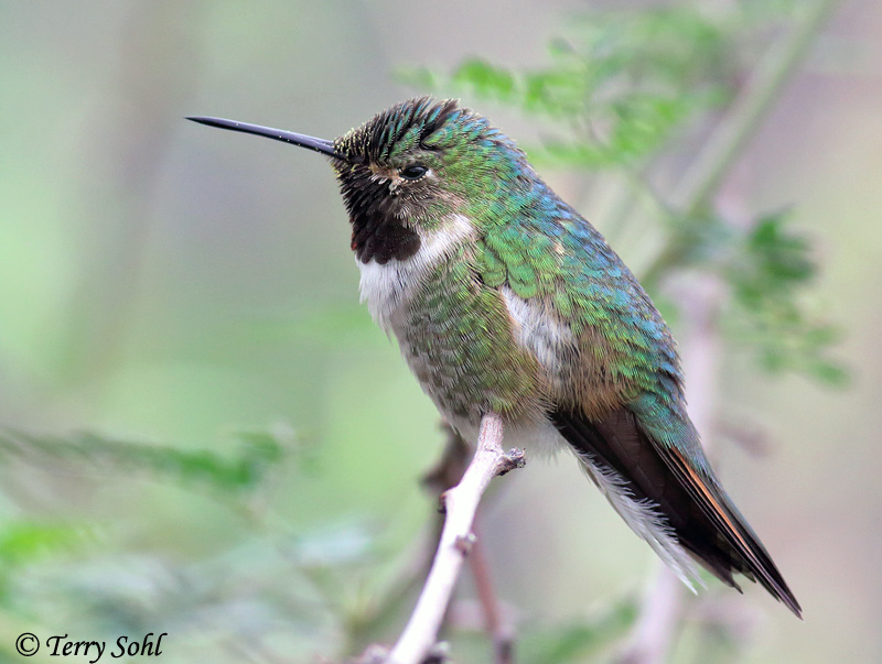 Broad-tailed Hummingbird - Selasphorus platycercus