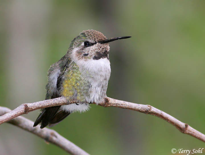 Costa's Hummingbird Photos - Photographs - Pictures
