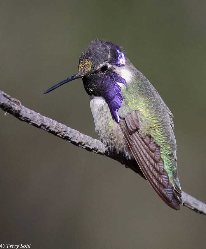 Calypte costae (Costa's hummingbird)
