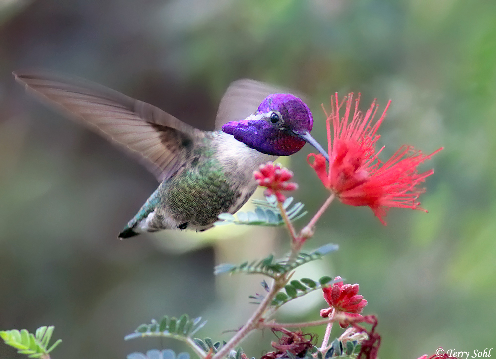 Costa's Hummingbird Photos - Photographs - Pictures