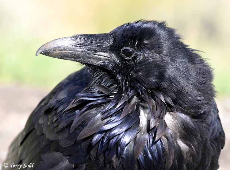 Common Raven - South Dakota Birds and Birding