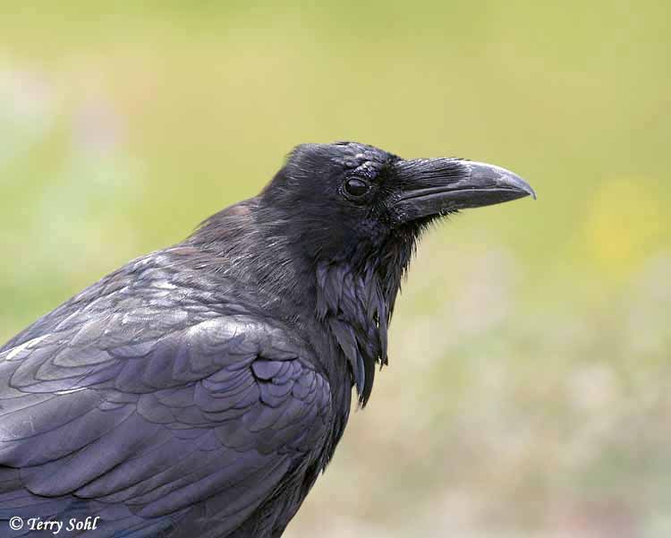 Common Raven - South Dakota Birds and Birding