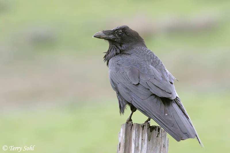 Common Raven - South Dakota Birds and Birding