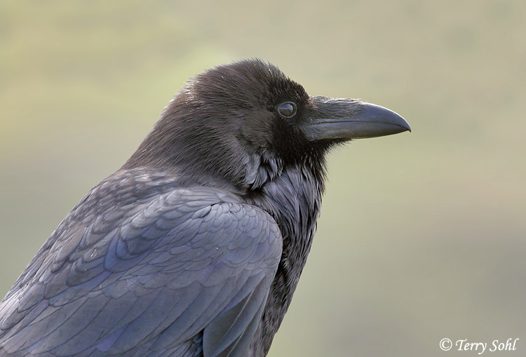Common Raven - South Dakota Birds and Birding