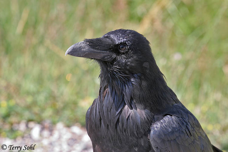 Common Raven - South Dakota Birds and Birding