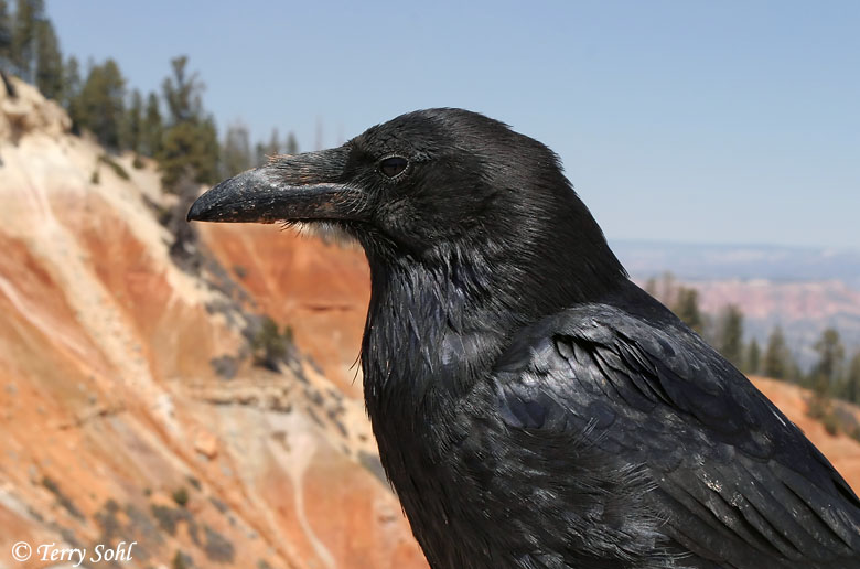 Common Raven - South Dakota Birds and Birding