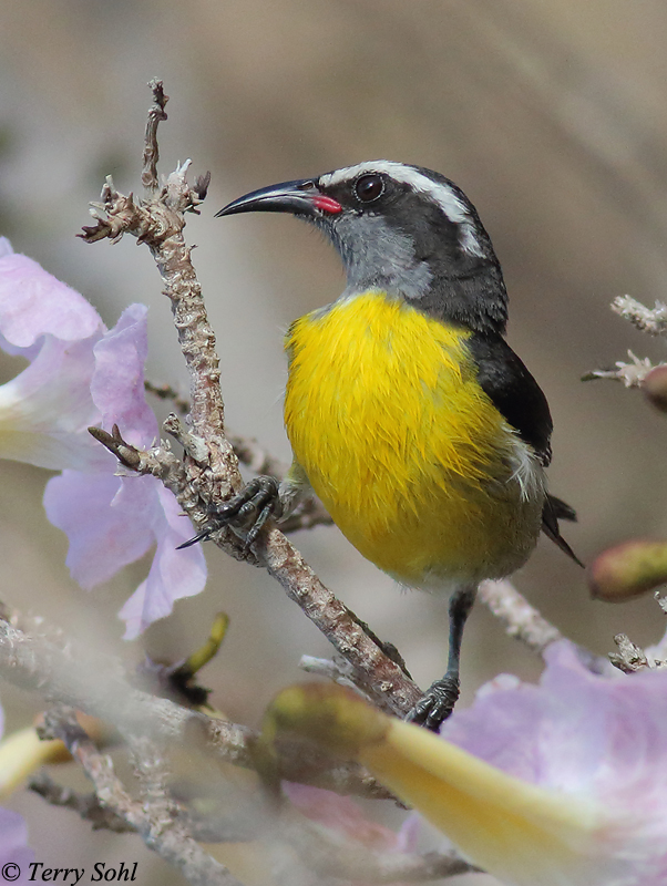 Bananaquit Photos Photographs Pictures