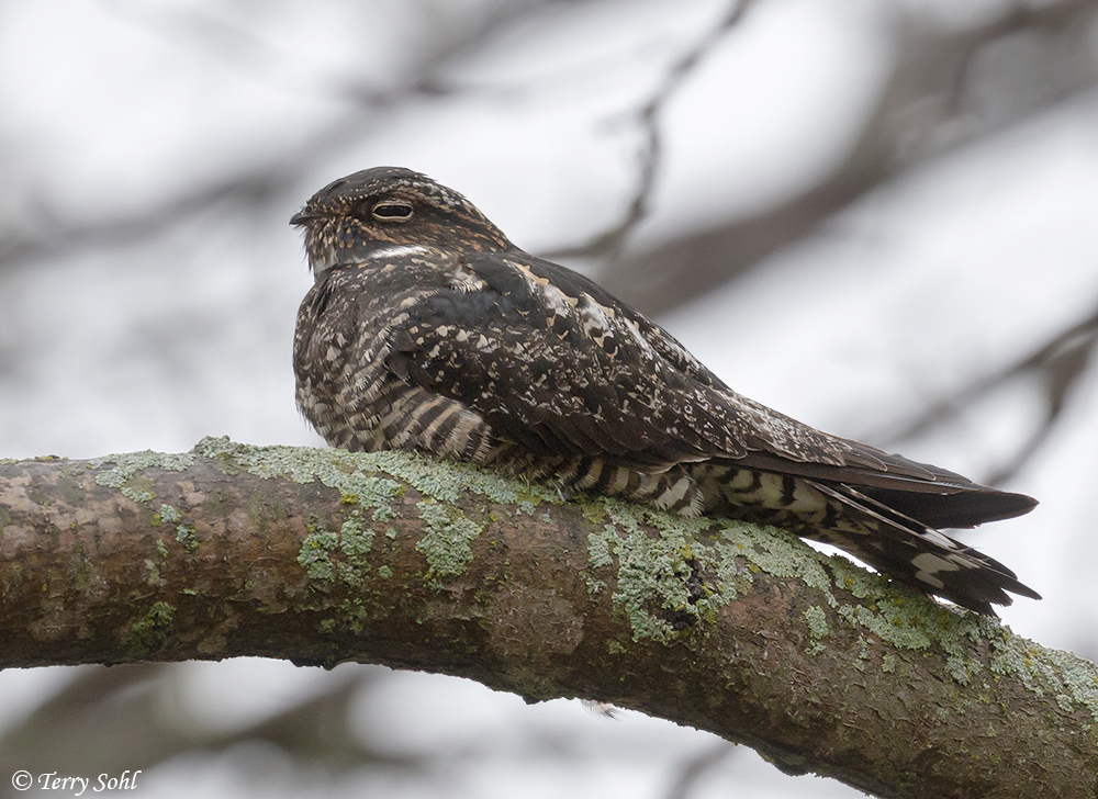 Common Nighthawk Photos - Photographs - Pictures