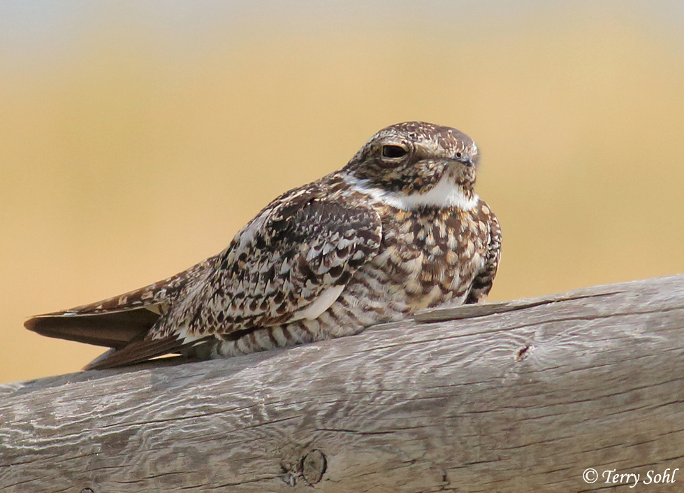 Common Nighthawk Photos - Photographs - Pictures