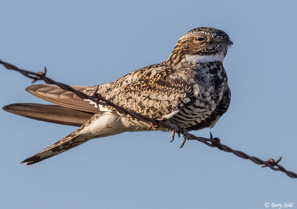 Common Nighthawk