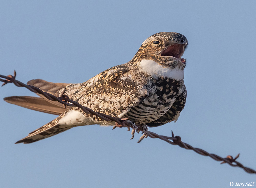 Common Nighthawk - Chordeiles minor