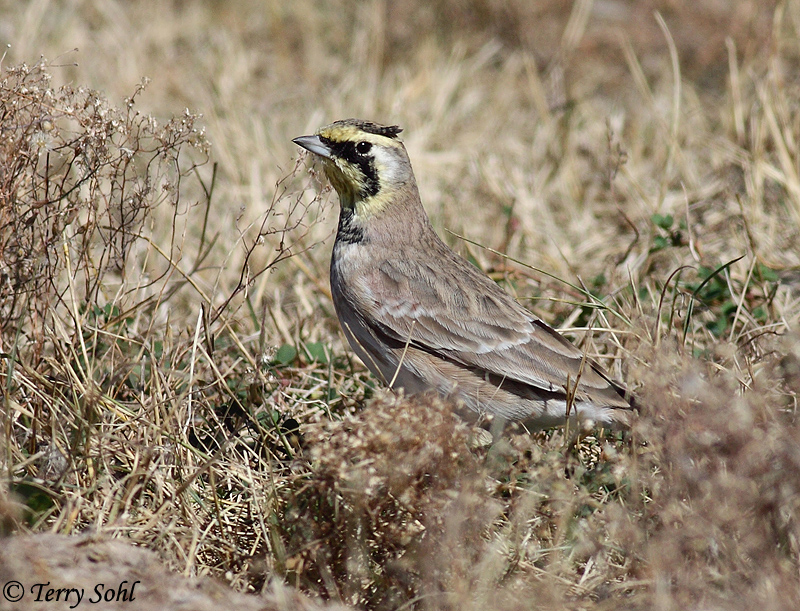 Horned Lark Photo - Photograph - Picture