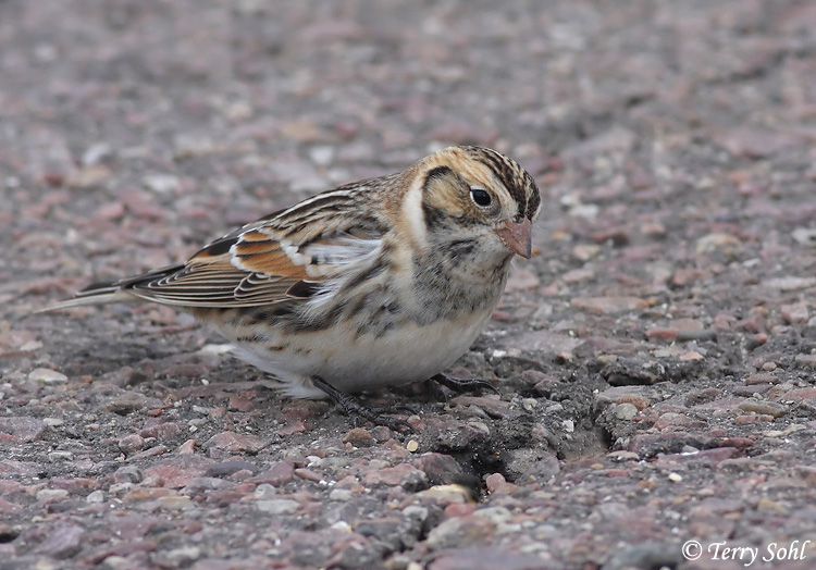 Lapland Longspur Photo - Photograph - Picture